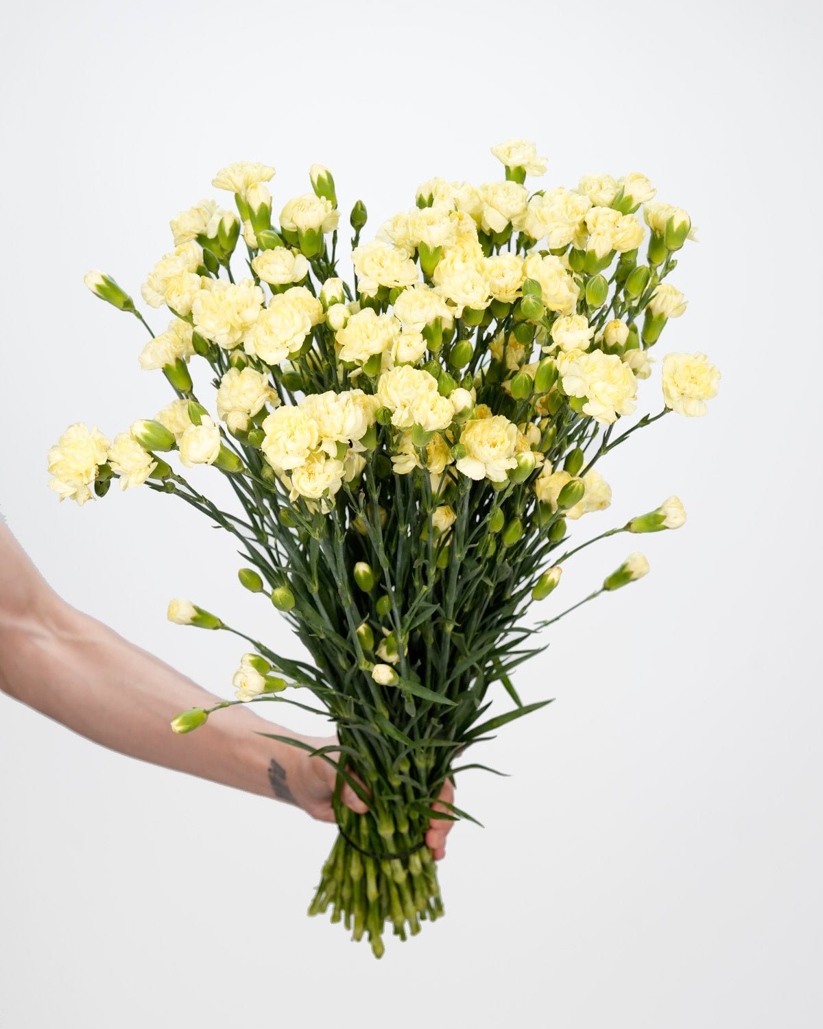 Spray Carnation Light Yellow - 20 Stems