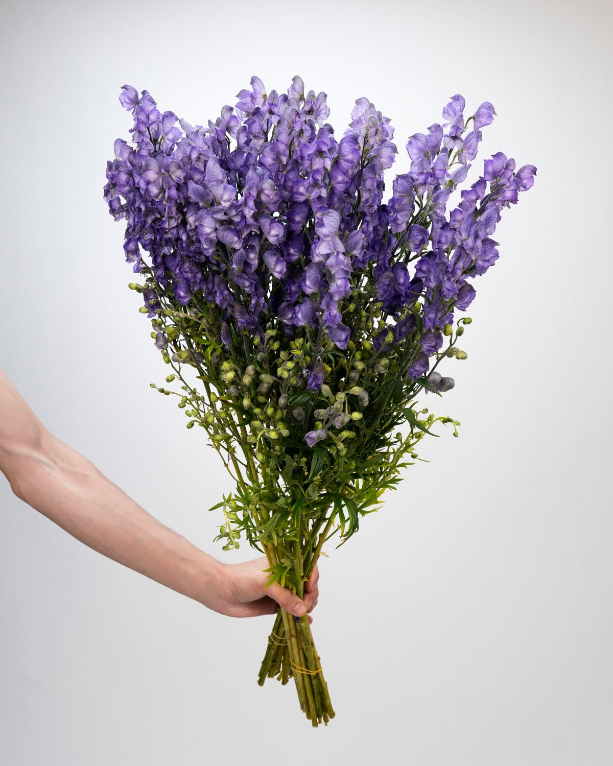 Matthiola Purple - 10 Stems