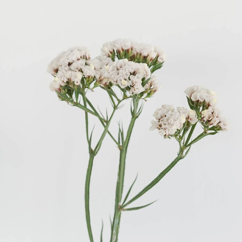 Statice - White (25 Stems)